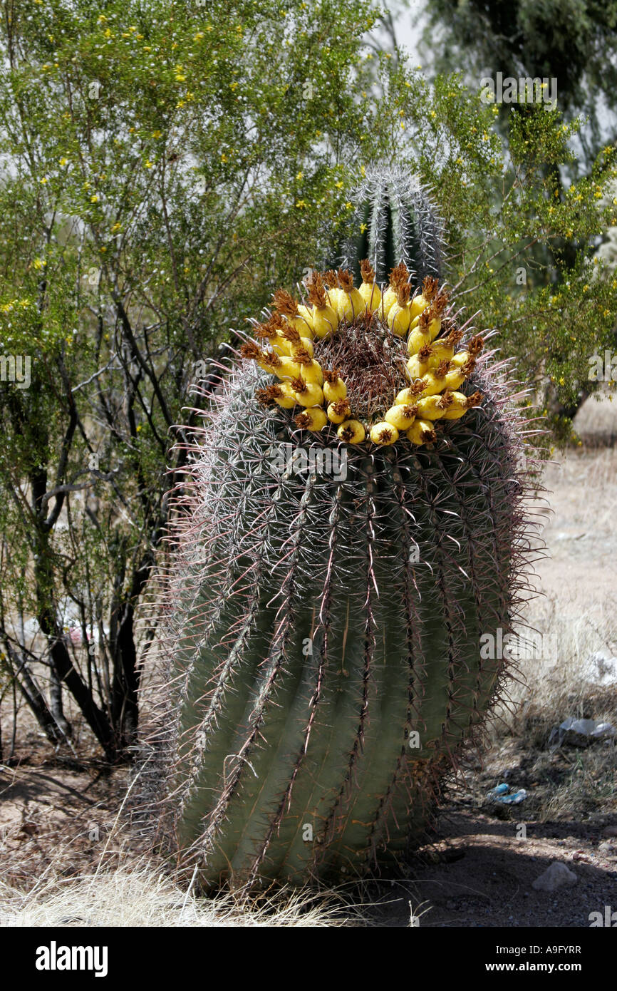 Cactus Flower Arizona Desert Stock Photo - Alamy
