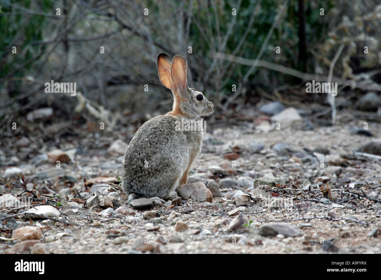 Rabbit in Arizona Desert Stock Photo - Alamy