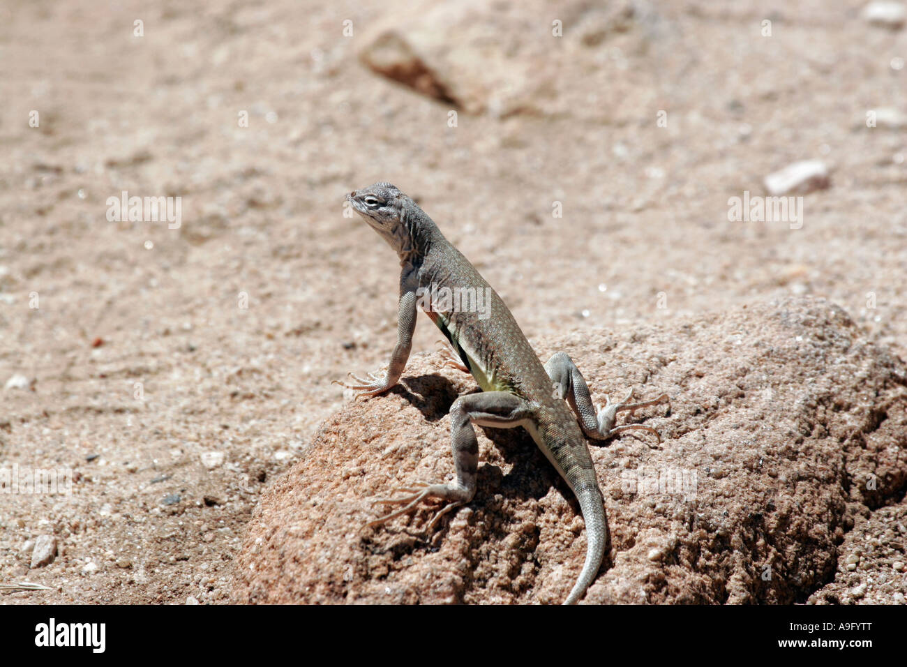 Lizard on Rock Stock Photo - Alamy