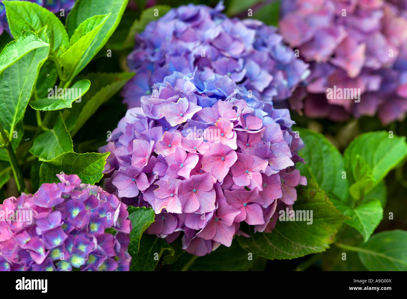 Blue and Mauve flowers on a Hydrangea shrub Stock Photo - Alamy