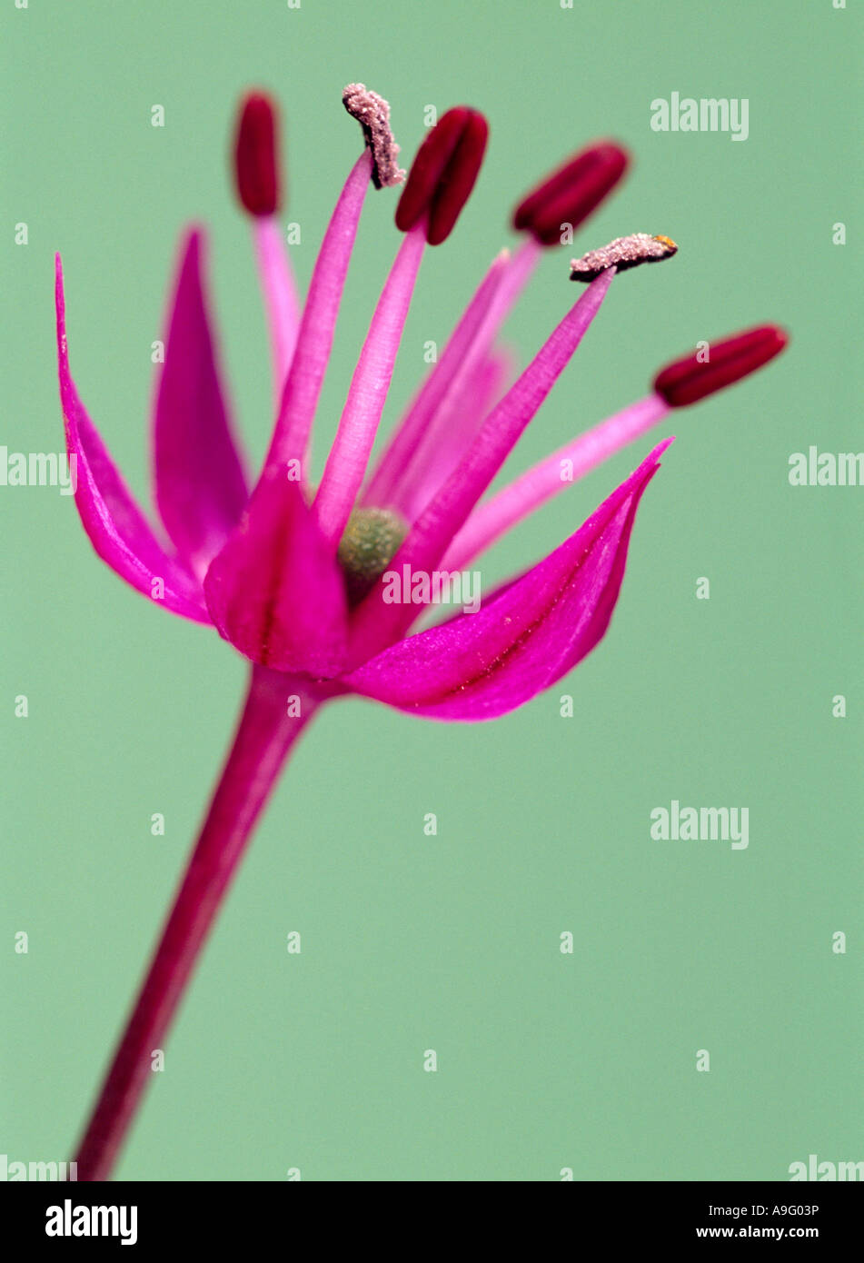 Highly magnified view of a single Allium purple sensation flower,Allium ...