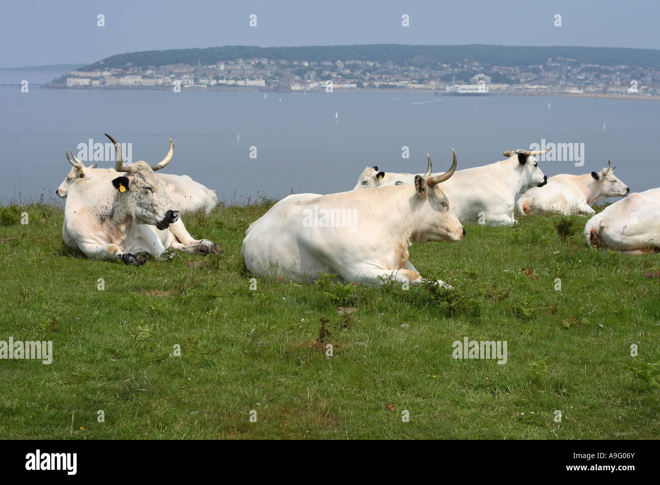 Brean Down Somerset long horn White Park cattle resting with views of ...