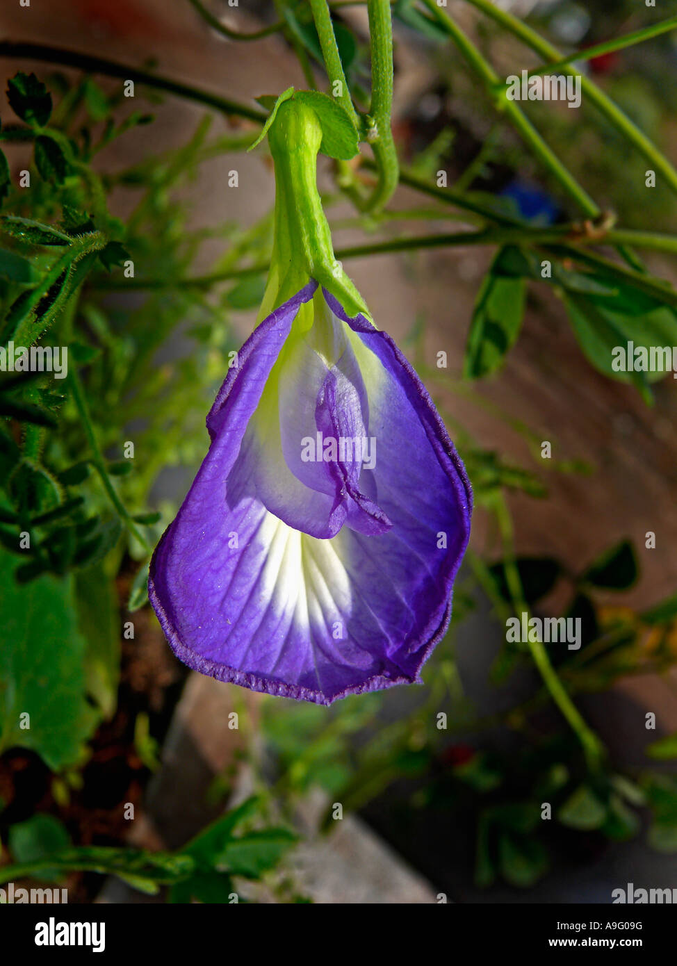 Winged leaved clitoria hi-res stock photography and images - Alamy