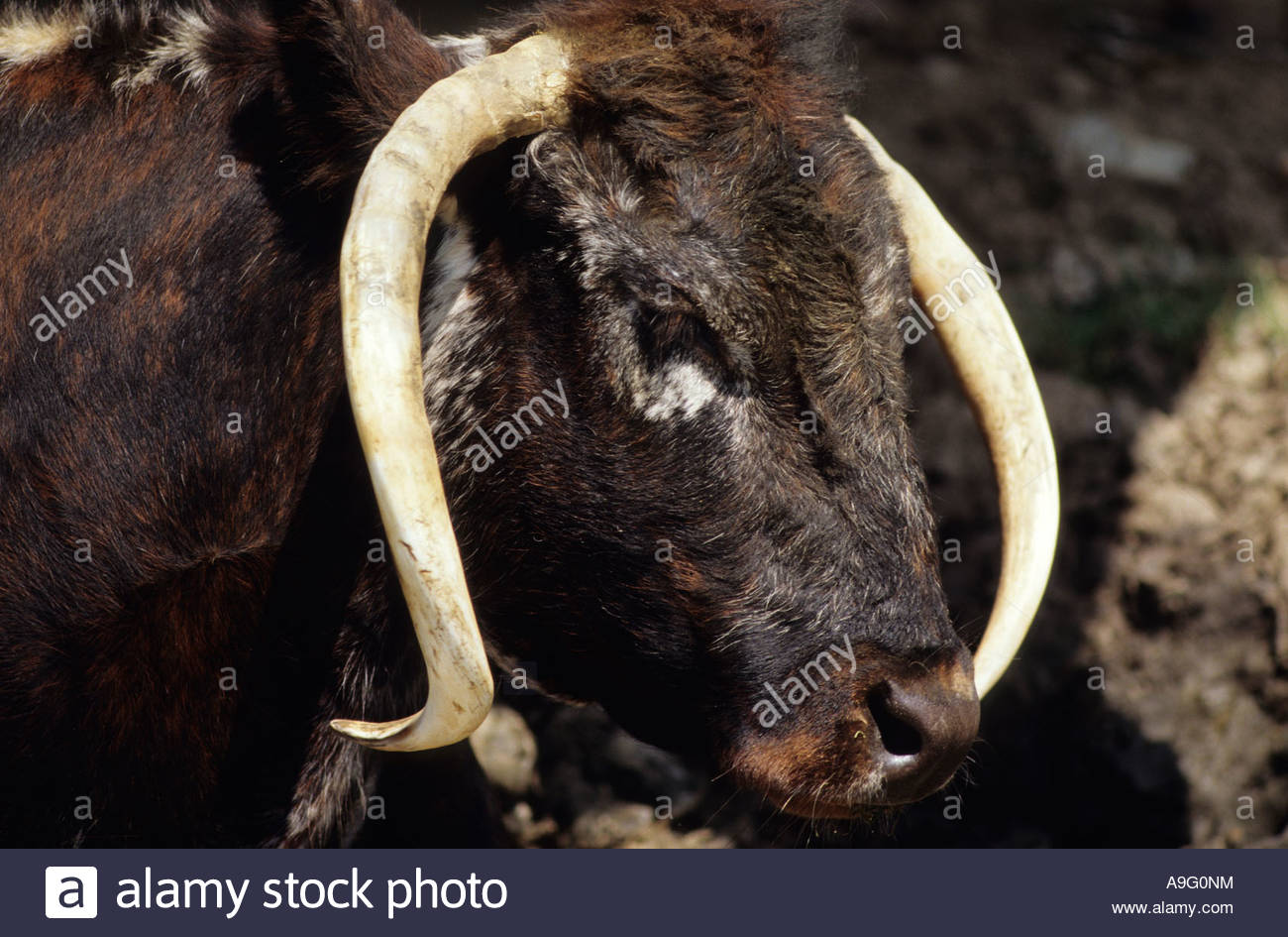 Long Horn Ox Stock Photos & Long Horn Ox Stock Images - Alamy