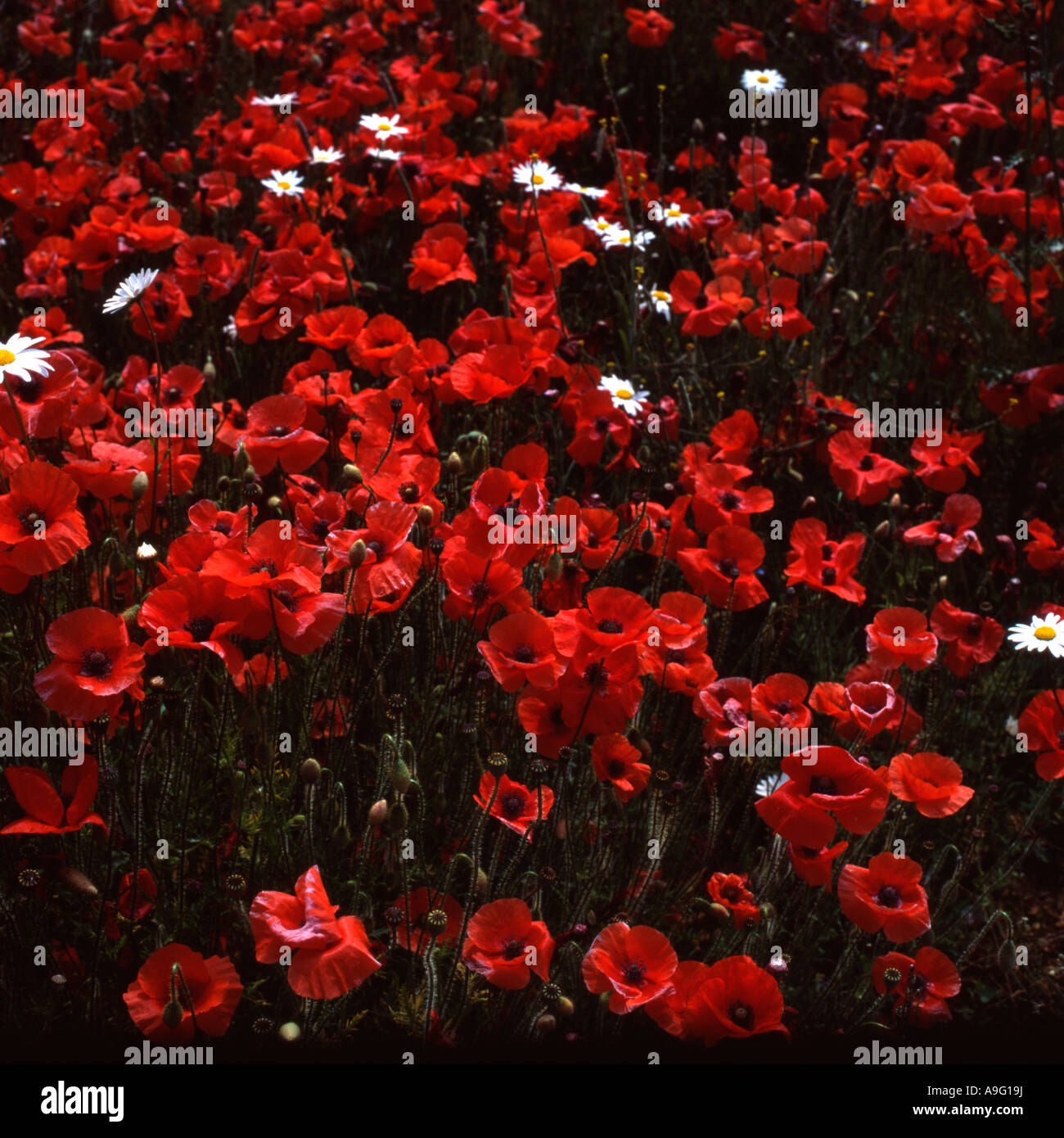 Field full of Poppies at Coberley Stock Photo - Alamy
