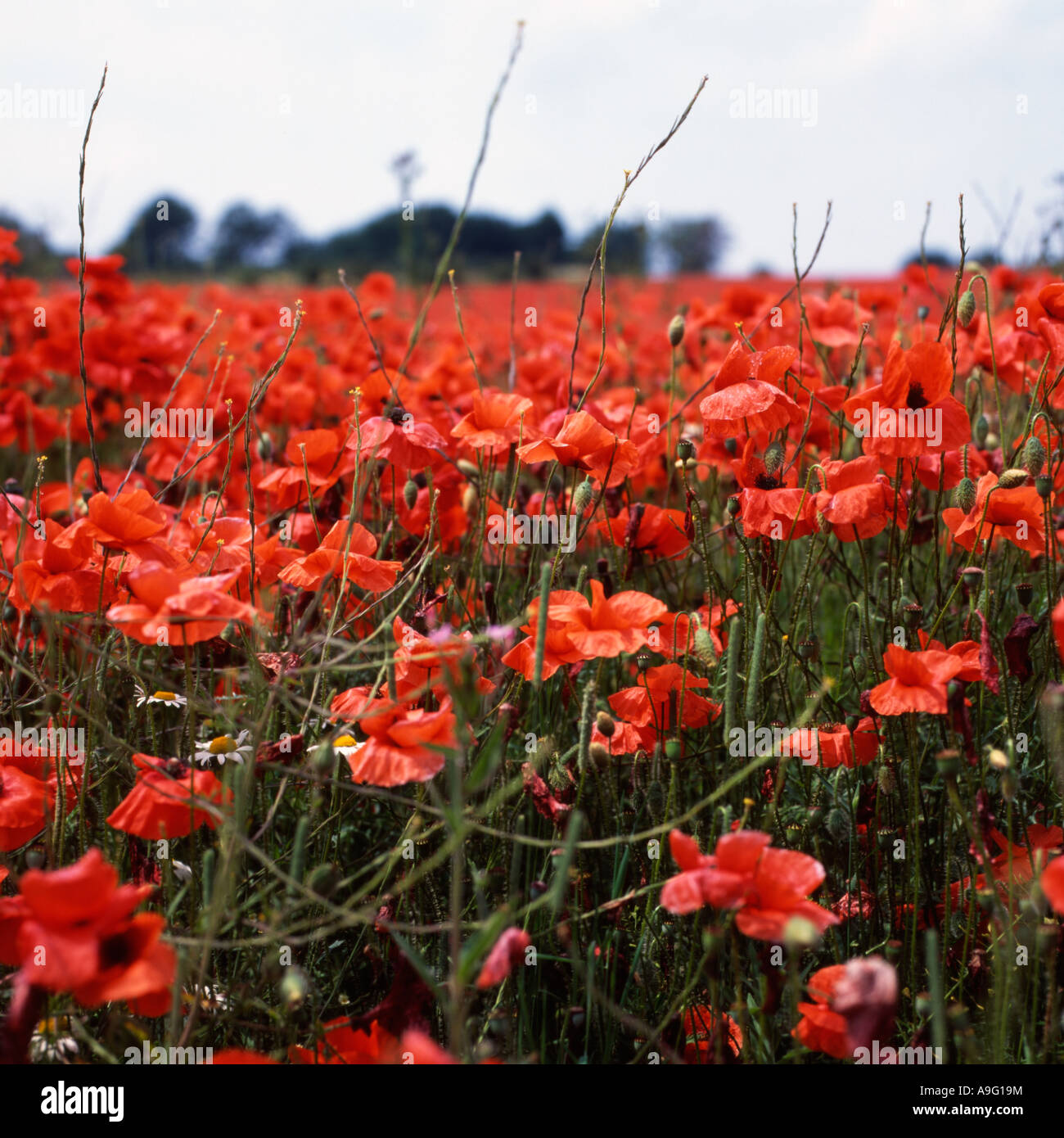 Field full of Poppies at Coberley Stock Photo - Alamy