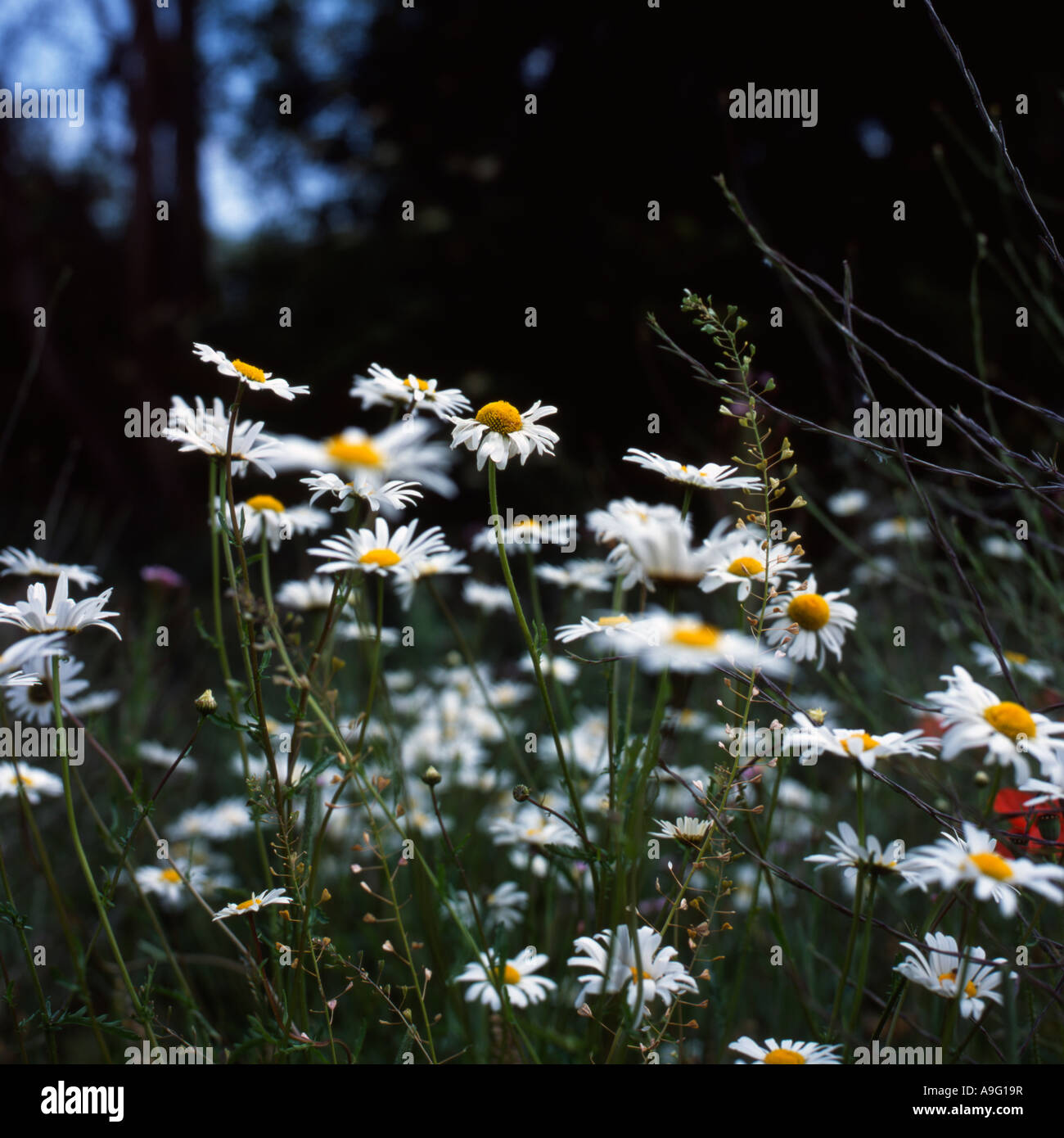 Daisies at Coberley Stock Photo - Alamy