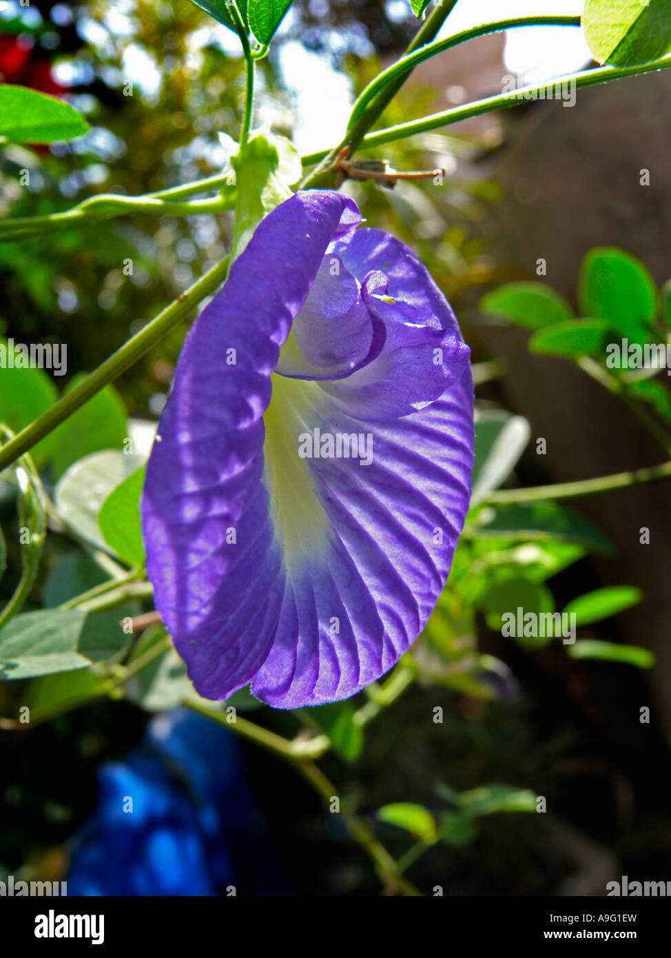 Gokarna flower, Butterfly Pea, Mazerion, Clitoria ternatea Linn ...