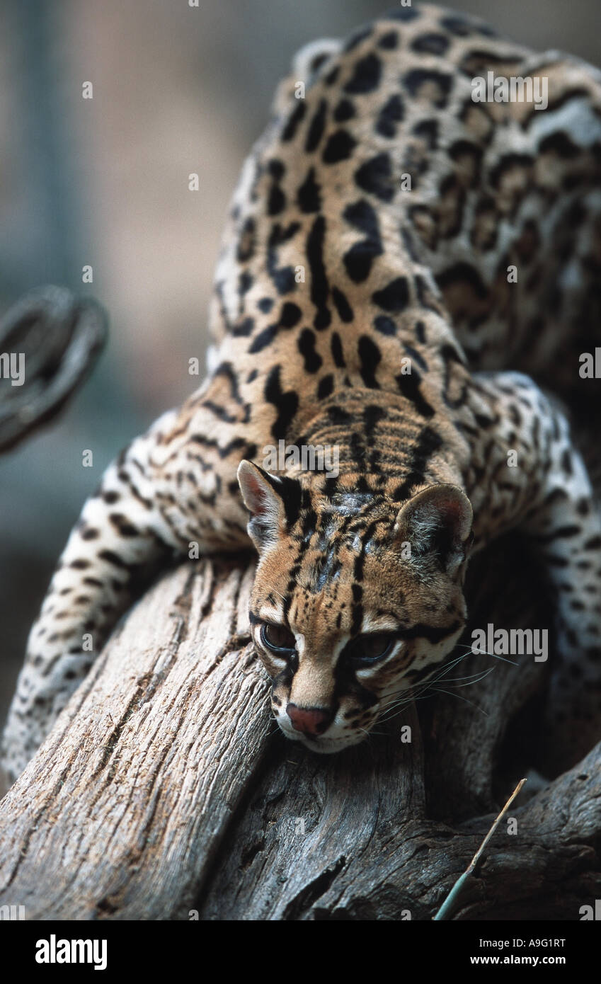 ocelot (Felis pardalis, Leopardus pardalis), lying Stock Photo - Alamy