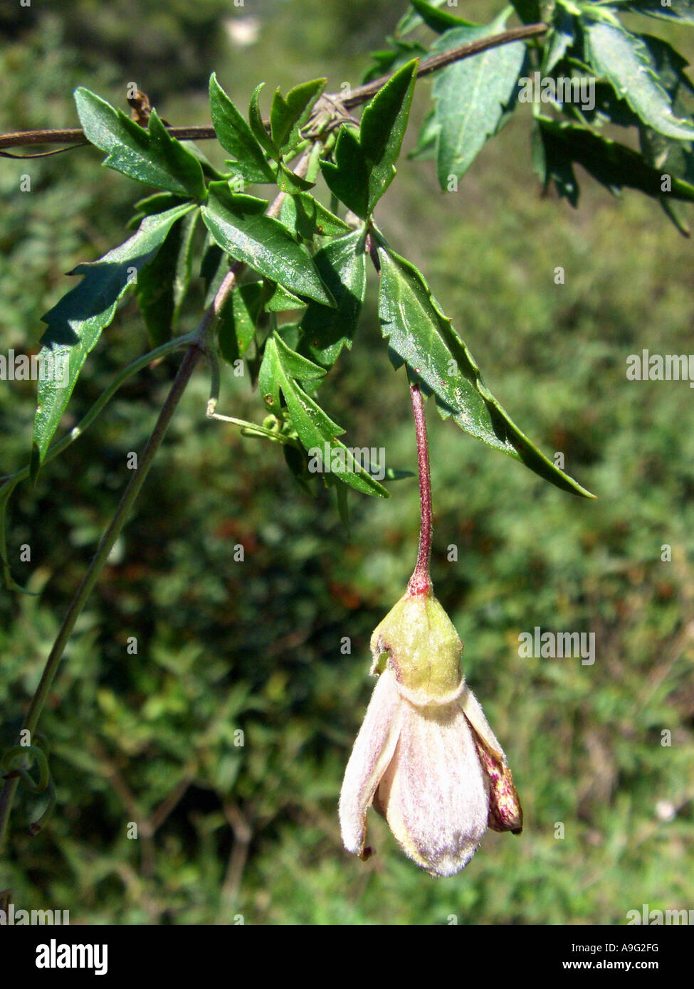 Fern-leaved Clematis, Fernleaved Clematis, Virgin's bower, Virgins ...