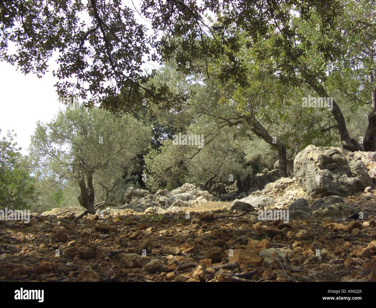 olive tree (Olea europaea ssp. sativa), olive grove, Spain, Majorca ...