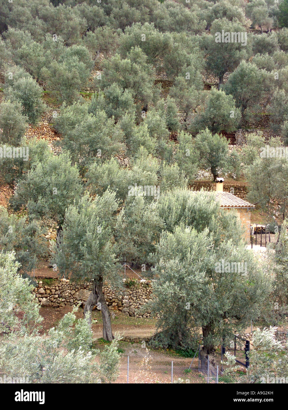 olive tree (Olea europaea ssp. sativa), olive grove, Spain, Majorca ...