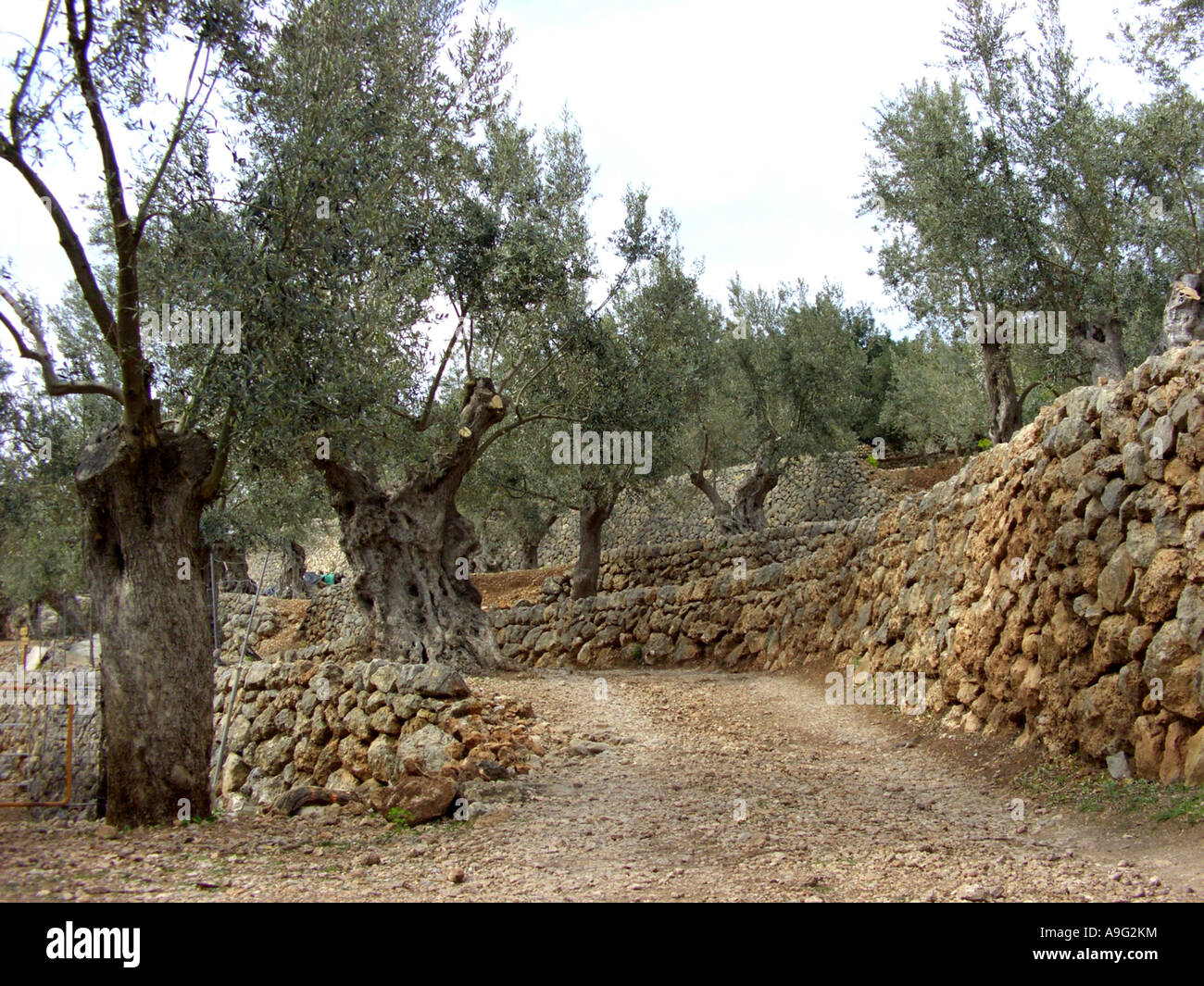 olive tree (Olea europaea ssp. sativa), olive grove between terraces ...