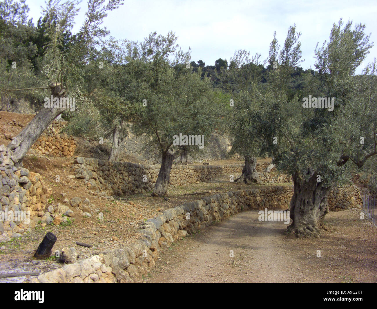 olive tree (Olea europaea ssp. sativa), olive grove between terraces ...
