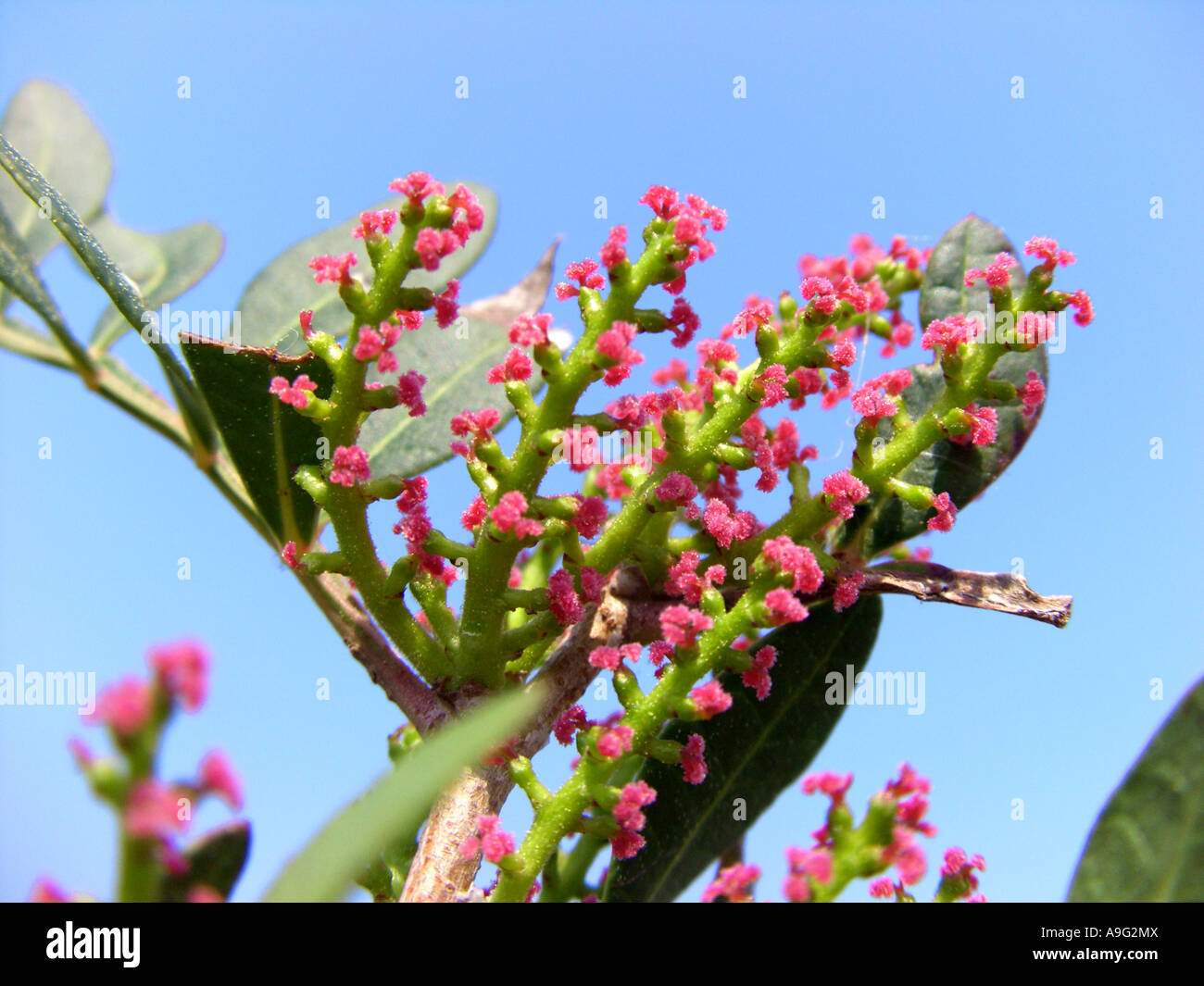 mastic (Pistacia lentiscus), female inflorescences, Balearen, Majorca ...