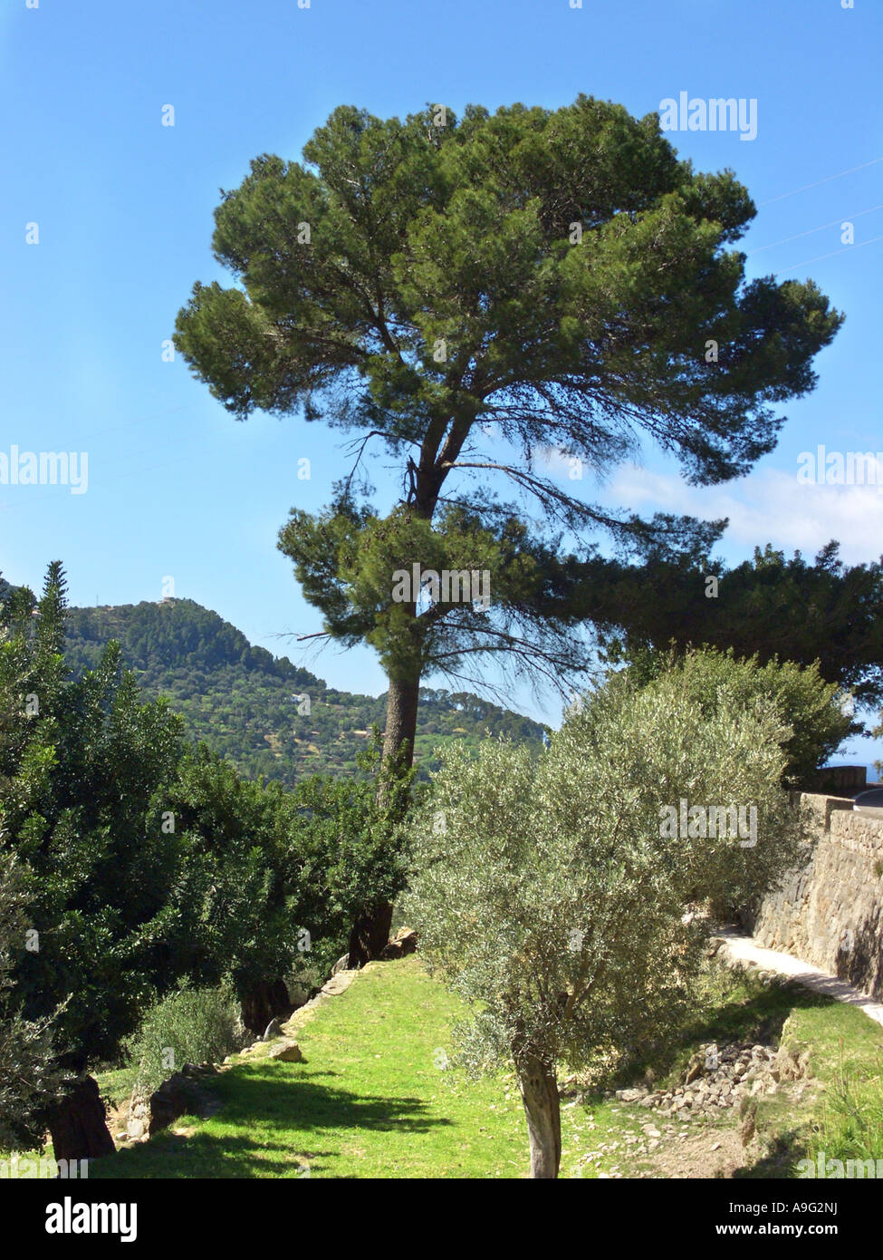 aleppo pine (Pinus halepensis), single tree, Spain, Majorca Stock Photo ...