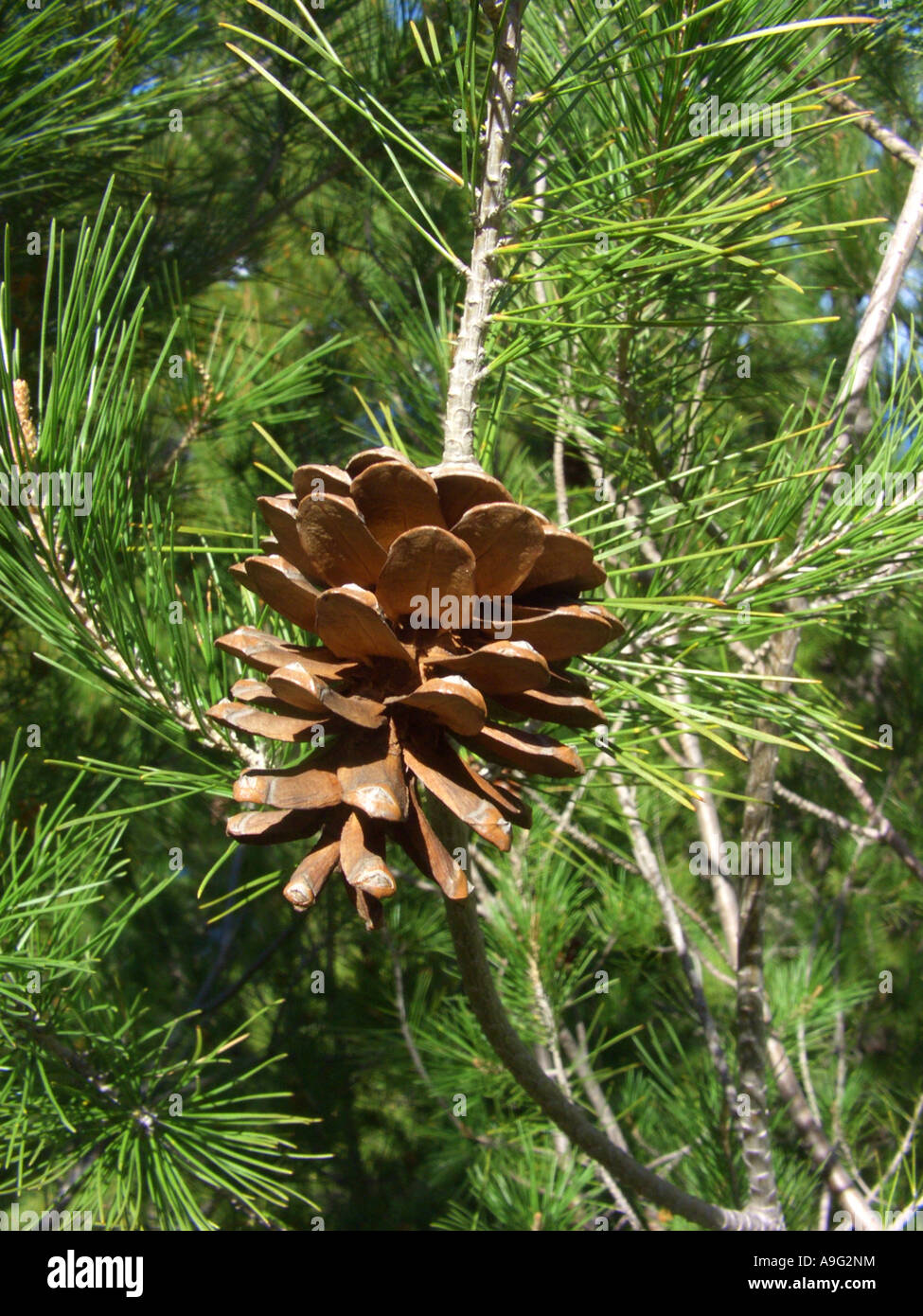 aleppo pine (Pinus halepensis), single cone, Spain, Majorca Stock Photo ...
