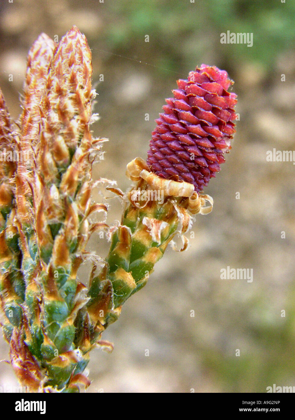 aleppo pine (Pinus halepensis), blooming female cone, Spain, Majorca ...