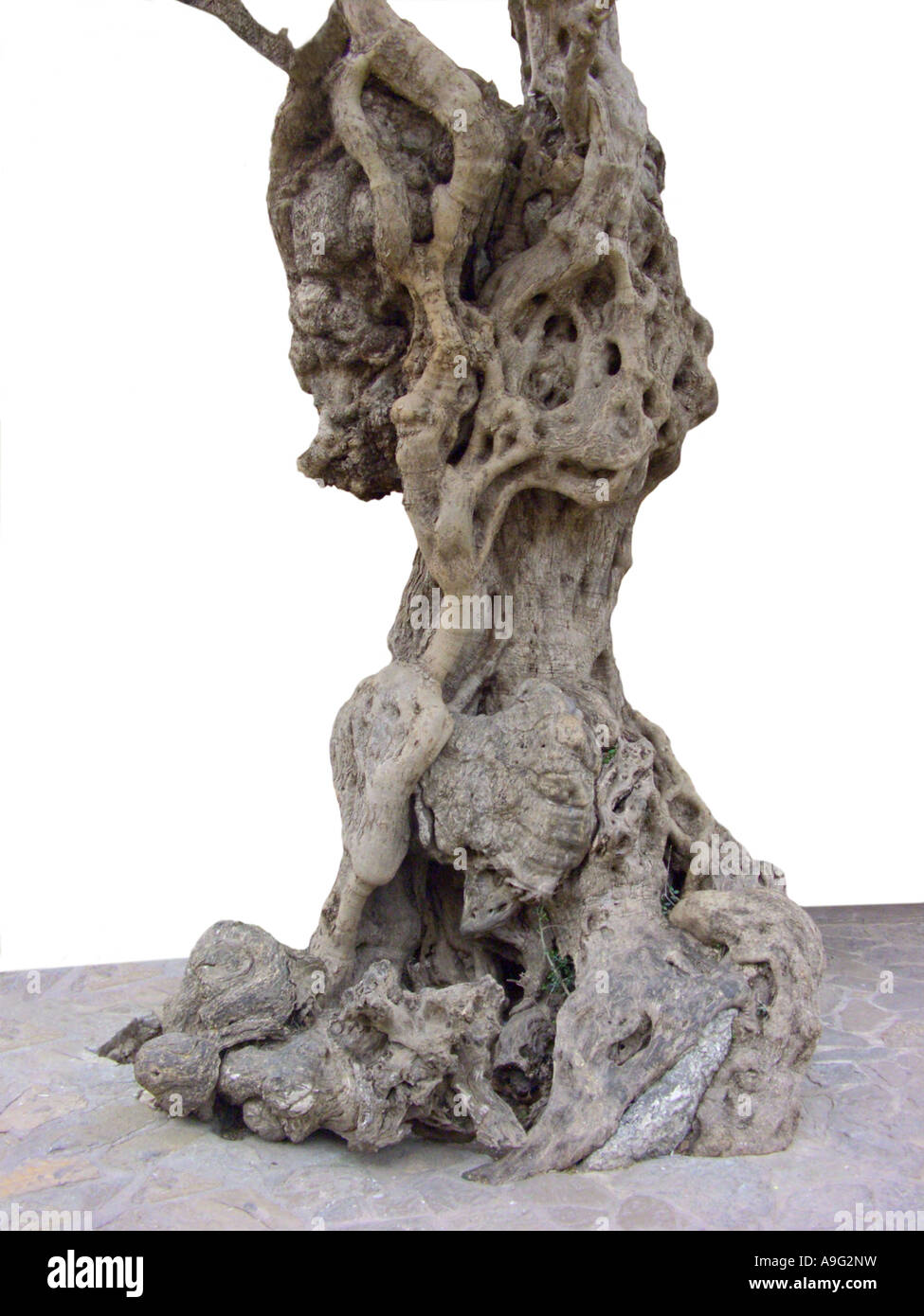 Odd shaped tree trunk hi-res stock photography and images - Alamy