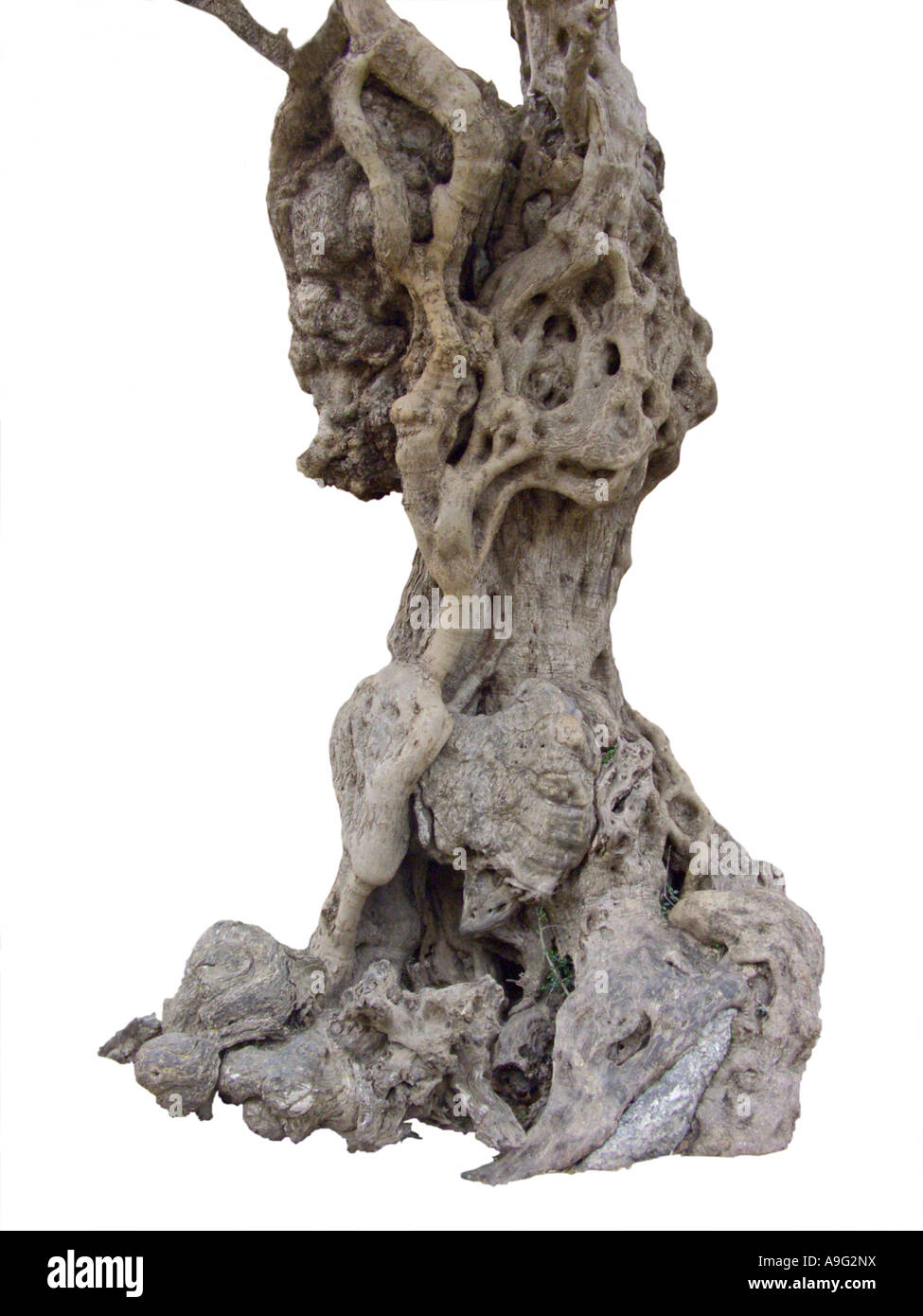 olive tree (Olea europaea ssp. sativa), weird shaped trunk Stock Photo ...