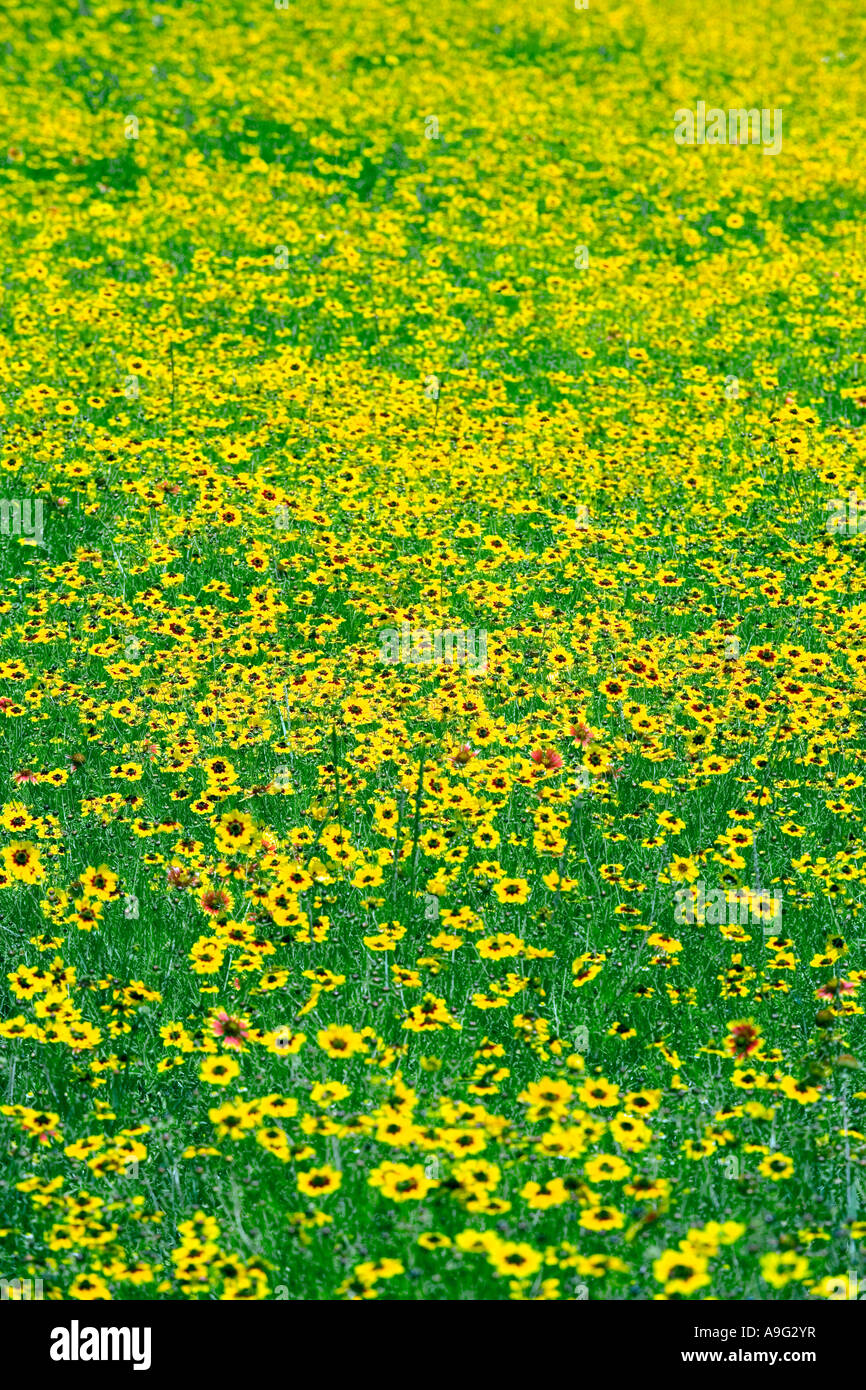 Calliopsis wildflowers hi-res stock photography and images - Alamy