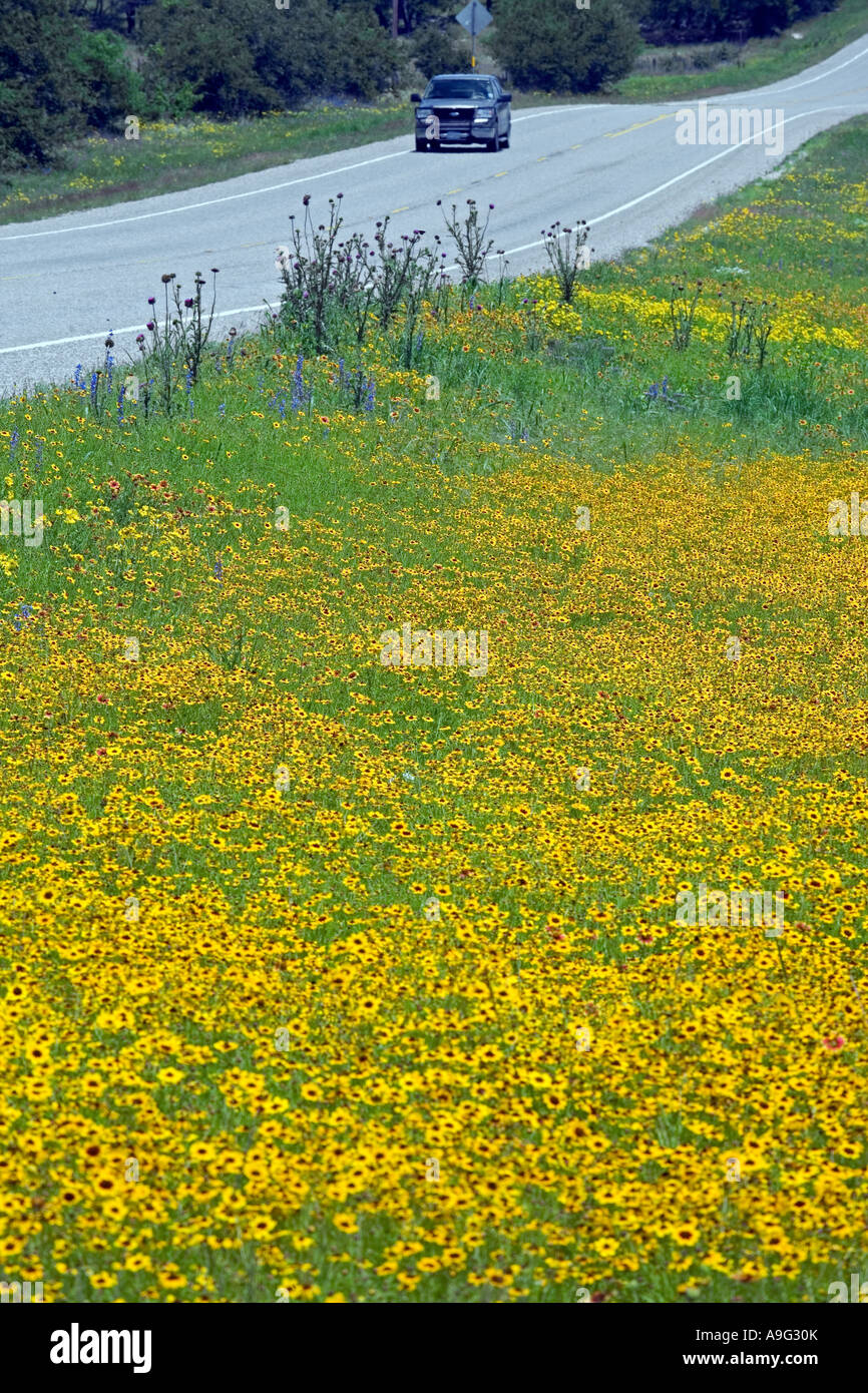 Fields of Plains Coreopsis or calliopsis Coreopsis tinctoria near ...