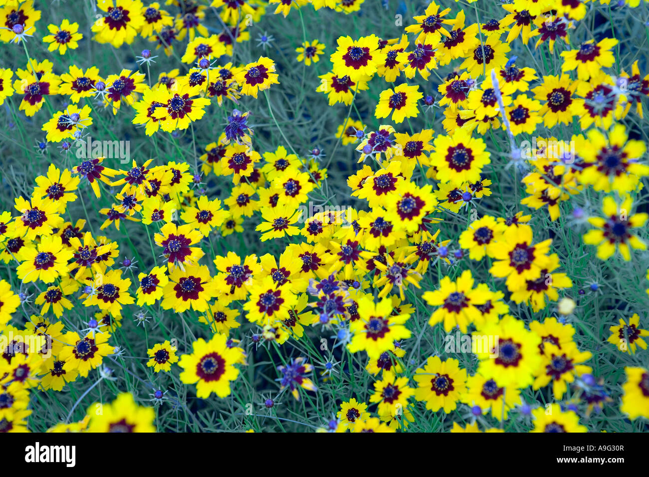 Fields of Plains Coreopsis or calliopsis Coreopsis tinctoria near ...