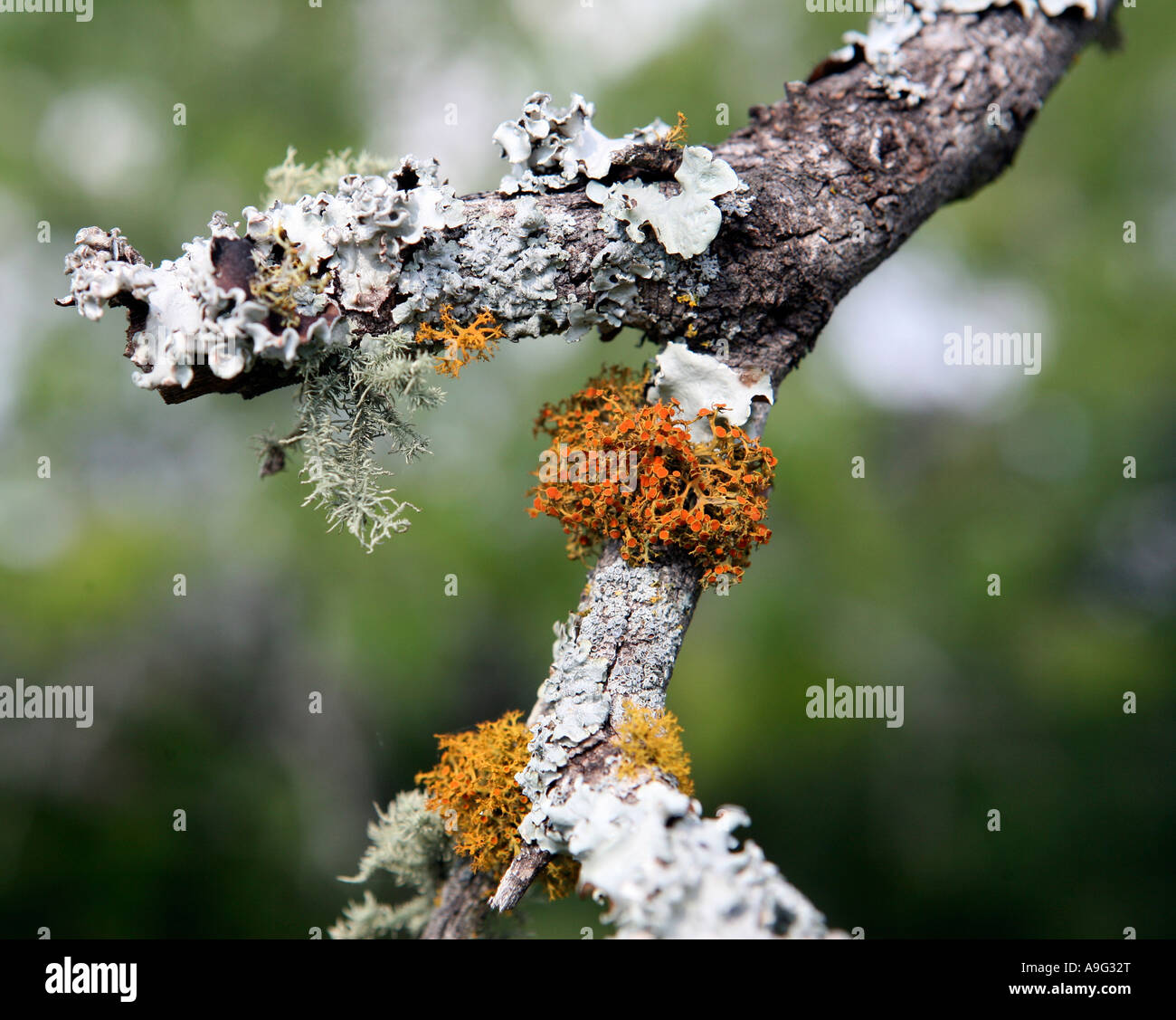 Lichens on a tree branch Stock Photo - Alamy