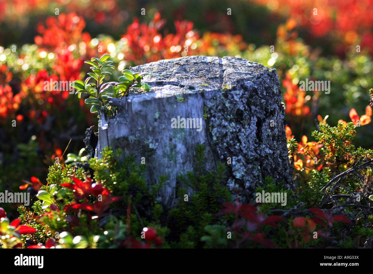 Fall colours and stub, Finland, Oulu Stock Photo - Alamy
