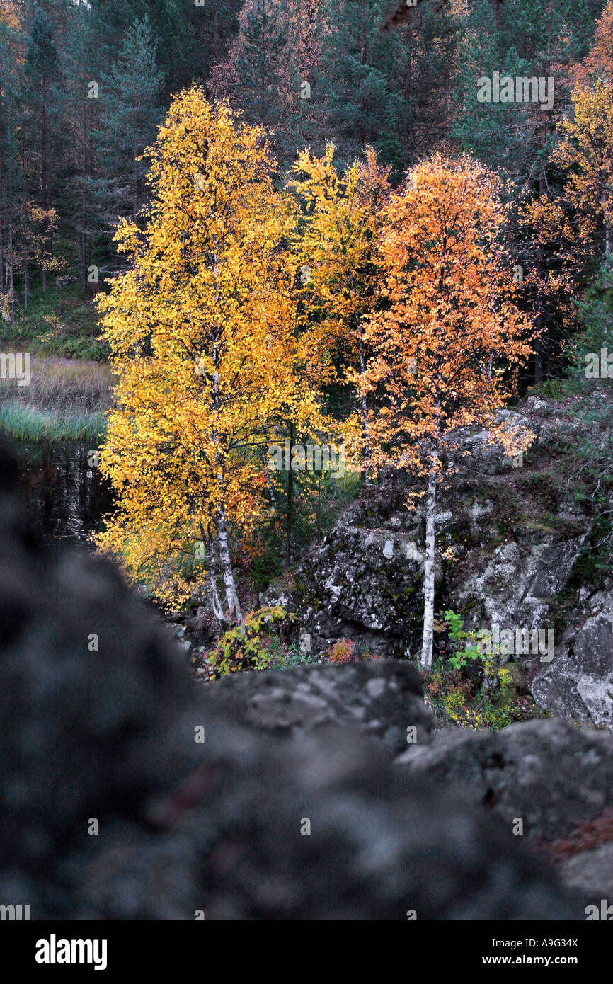 common birch, silver birch, European white birch, white birch (Betula ...