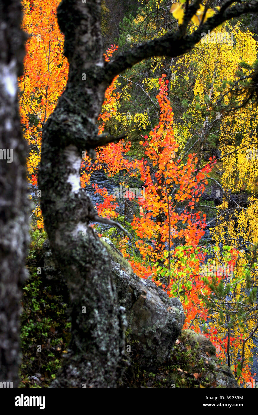 Populus tremula flowers hi-res stock photography and images - Alamy