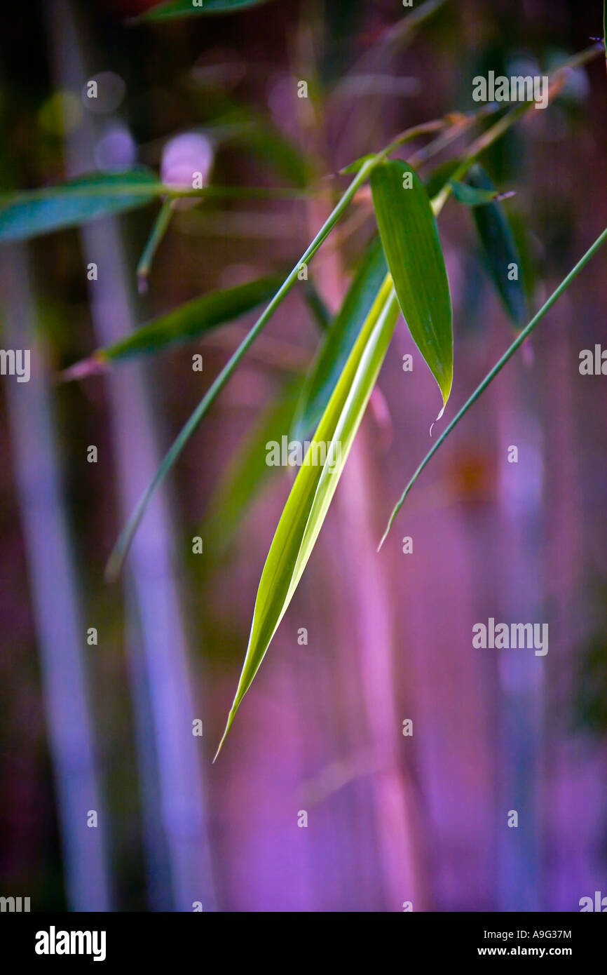 Bamboo leaves in the Garden of Peace Fredericksburg Texas Stock Photo ...