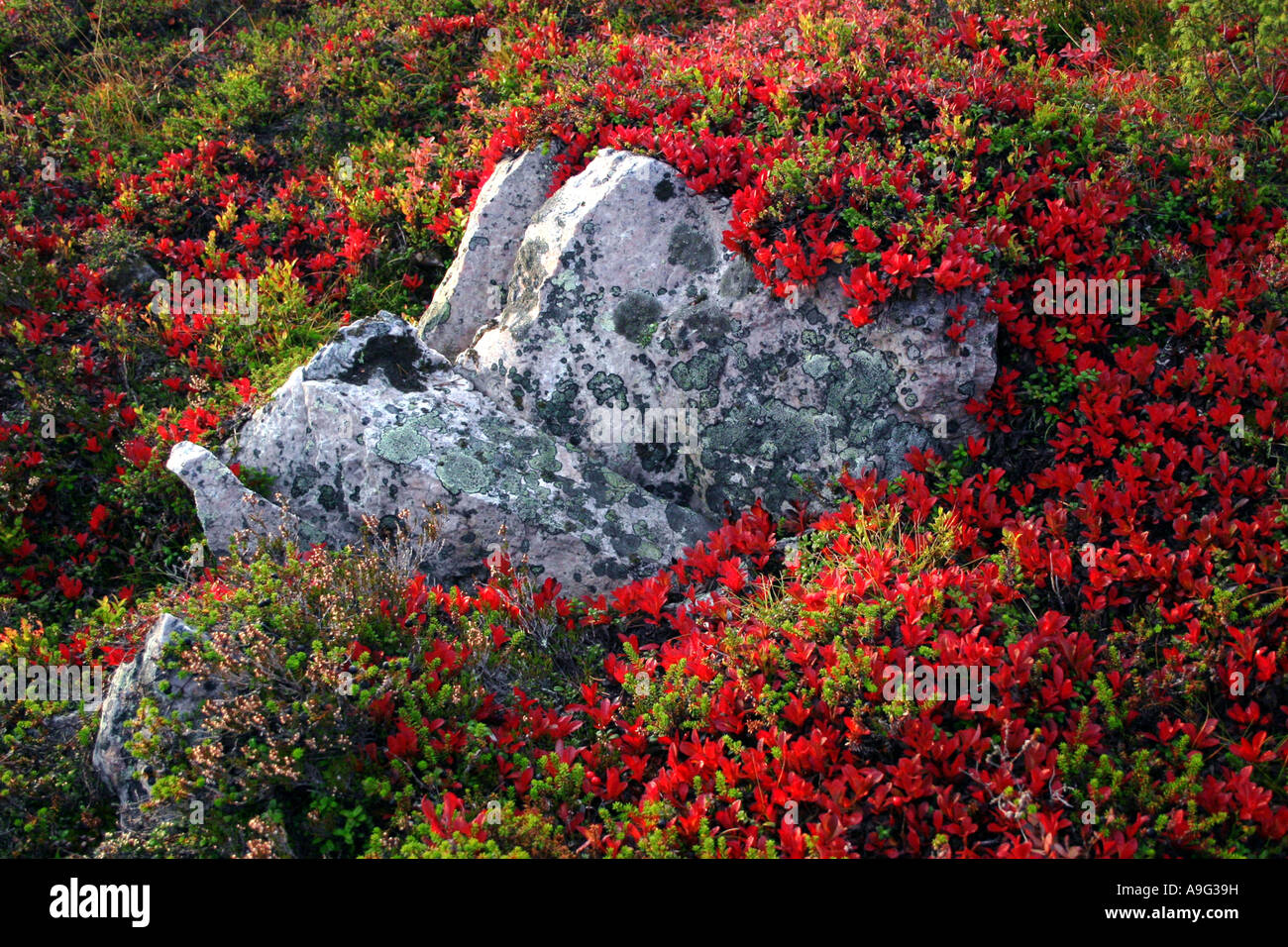 Alpine bearberry, black bearberry (Arctostaphylos alpina), autumn ...