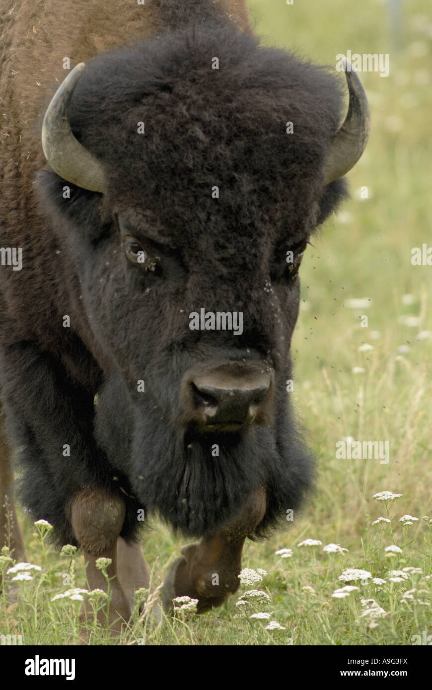 American bison, buffalo (Bison bison), male Stock Photo - Alamy