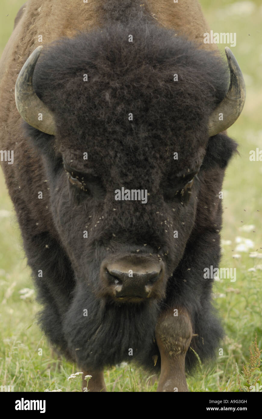 American bison, buffalo (Bison bison), male Stock Photo - Alamy
