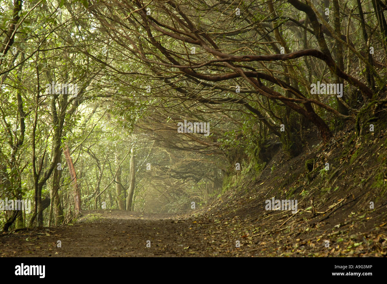 Azorean laurel hi-res stock photography and images - Alamy