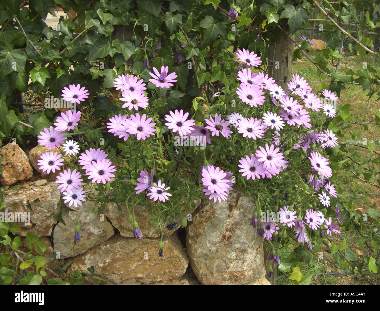 African Daisy, Lavender African Daisy, Norlindh freeway daisy ...