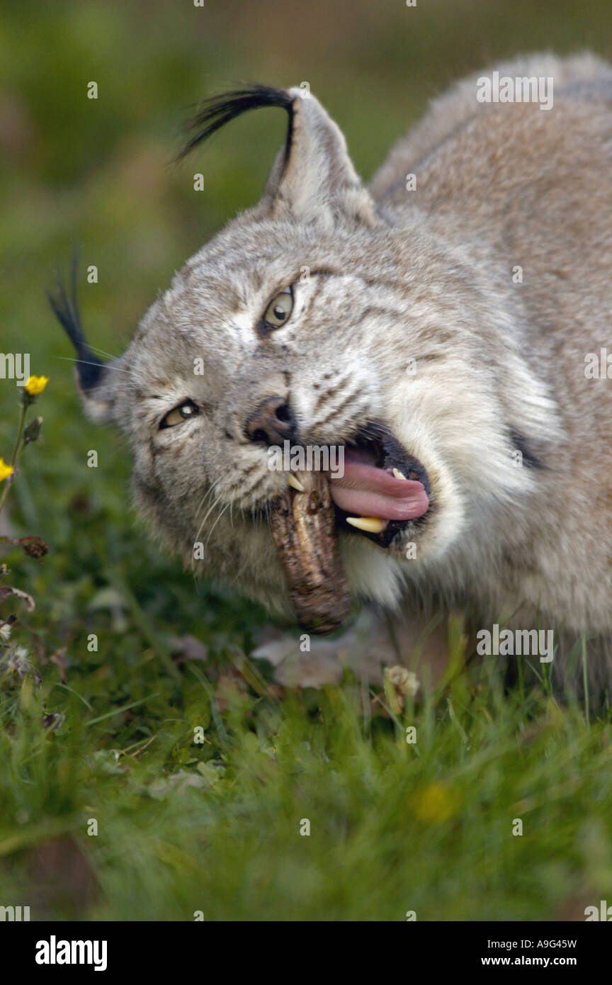 Eurasian lynx (Lynx lynx), lynx at eating, chewing, Germany Stock Photo ...