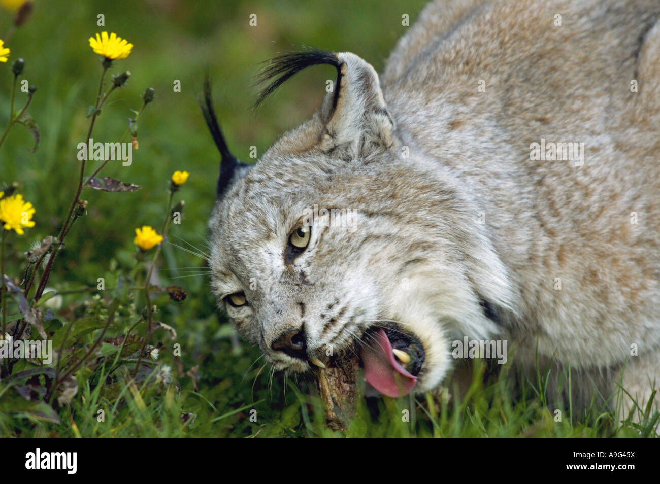 Eurasian lynx (Lynx lynx), lynx at eating, chewing, Germany Stock Photo ...