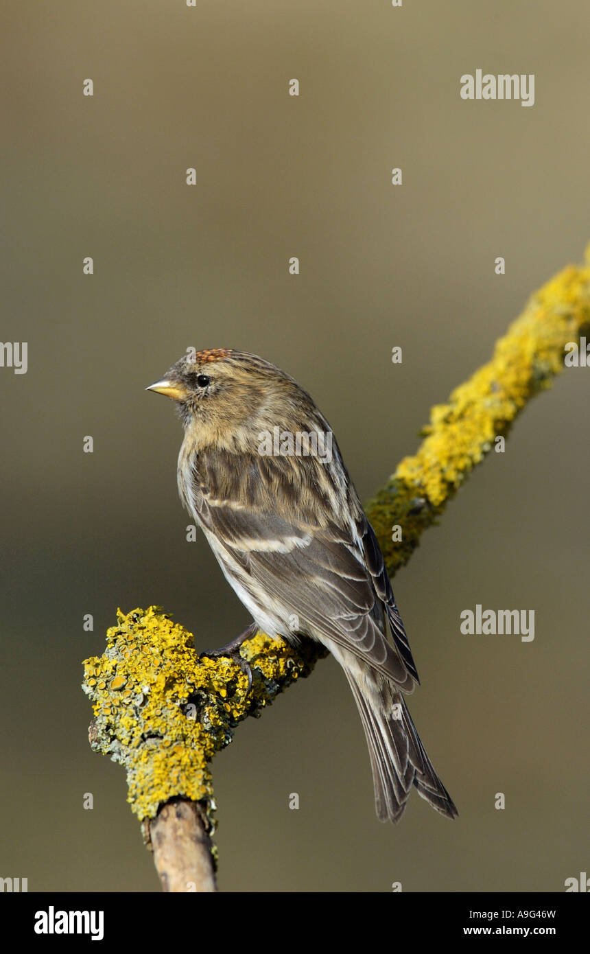 redpoll, common redpoll (Carduelis flammea cabaret), on twig, Germany ...
