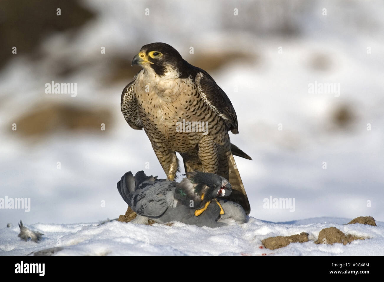 peregrine falcon (Falco peregrinus), gorging dove, Germany, Baden ...