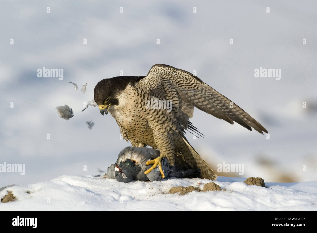 peregrine falcon (Falco peregrinus), gorging dove, Germany, Baden ...