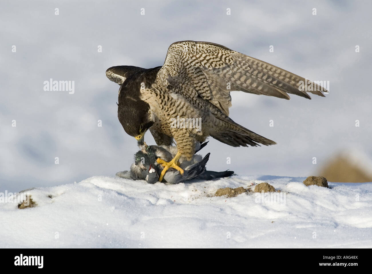 peregrine falcon (Falco peregrinus), gorging dove, Germany, Baden ...
