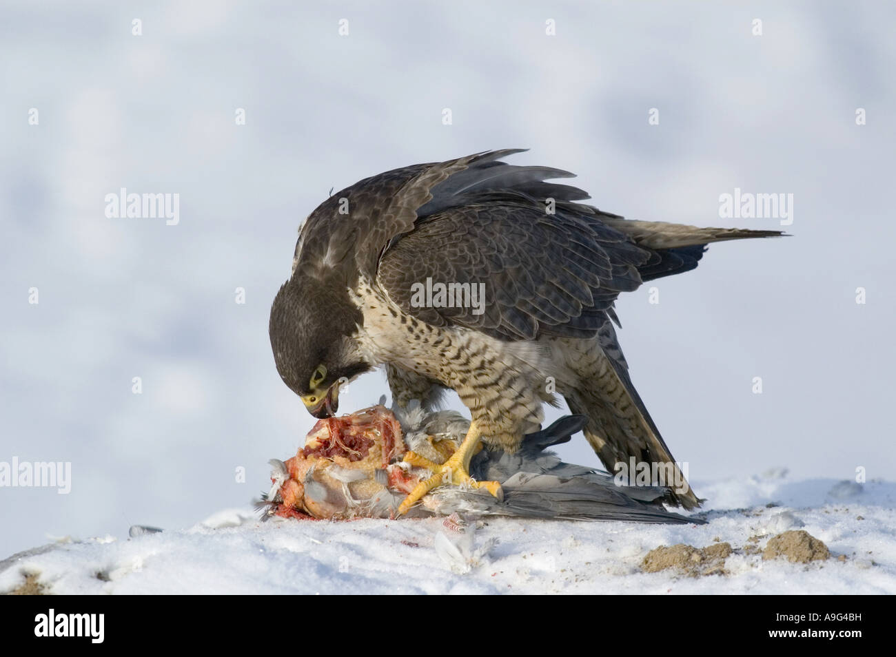 peregrine falcon (Falco peregrinus), gorging dove, Germany, Baden ...