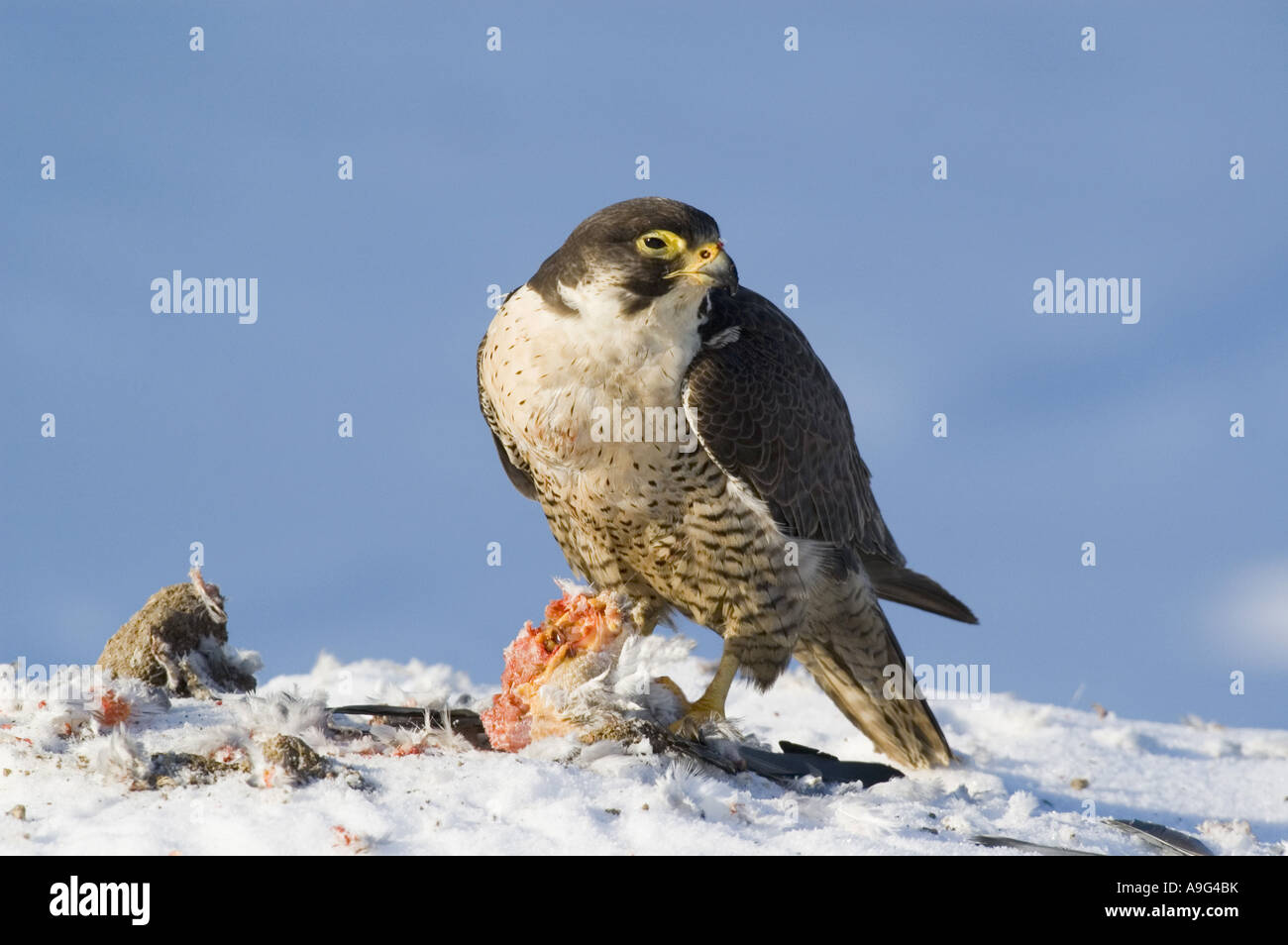 peregrine falcon (Falco peregrinus), gorging dove, Germany, Baden ...