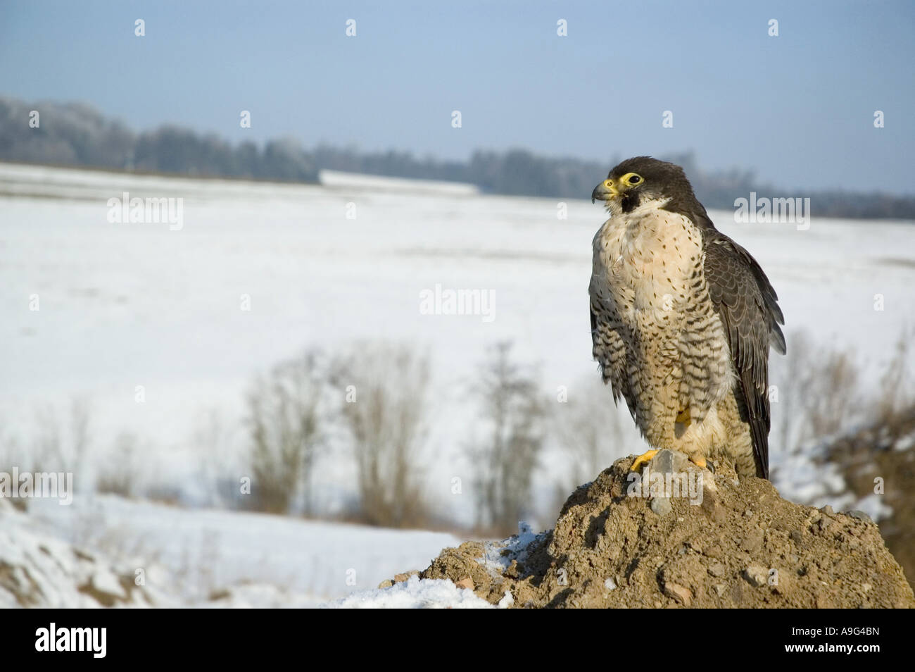 peregrine falcon (Falco peregrinus), sitting on mound, Germany, Baden ...