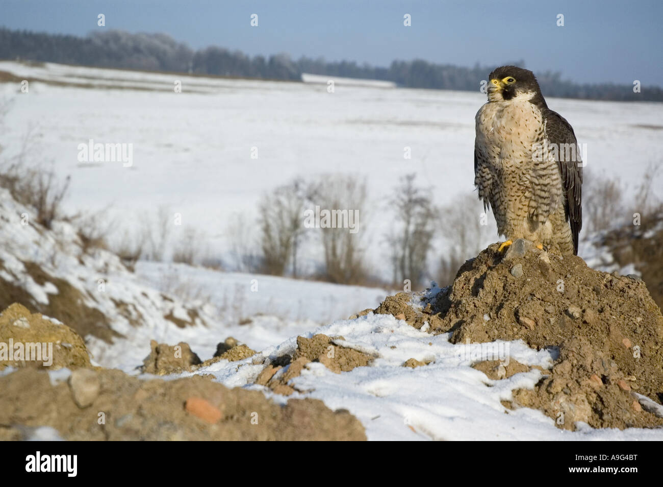 peregrine falcon (Falco peregrinus), sitting on mound, Germany, Baden ...