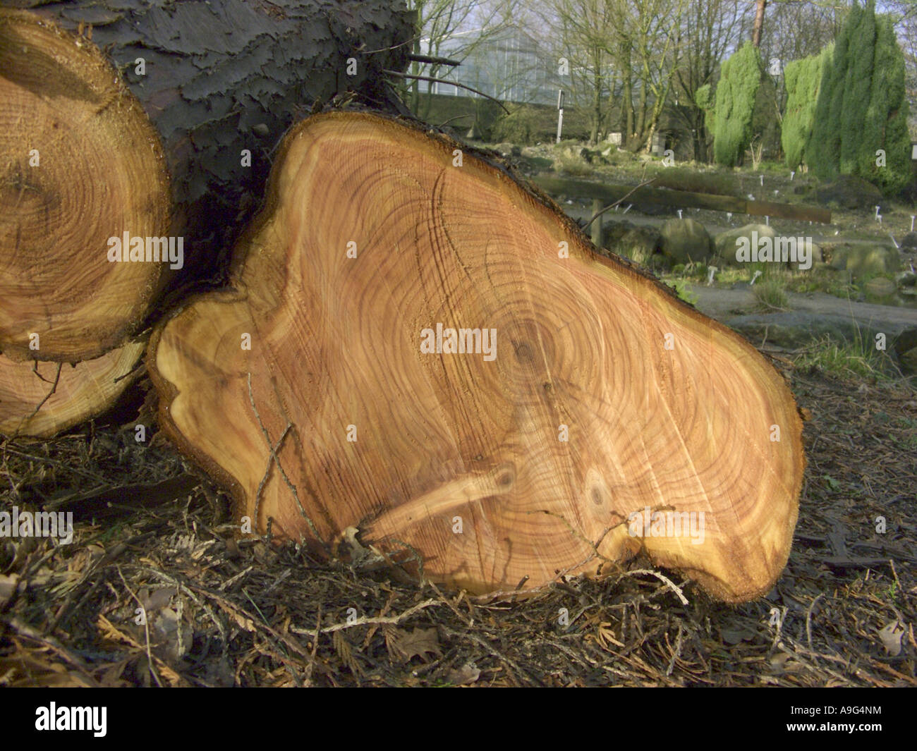 red cedar (Thuja plicata), logged trunks Stock Photo - Alamy