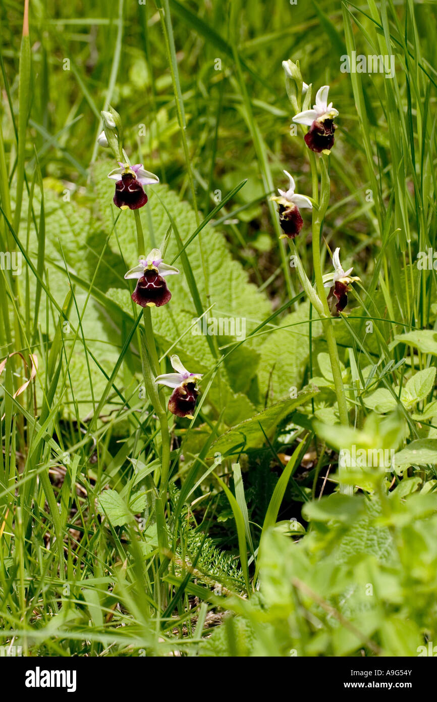 later spider orchid (Ophrys holosericea), at growing site, Germany ...