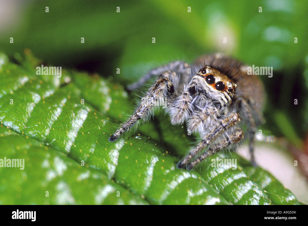jumping spider (Salticidae), on leaf, Germany Stock Photo - Alamy